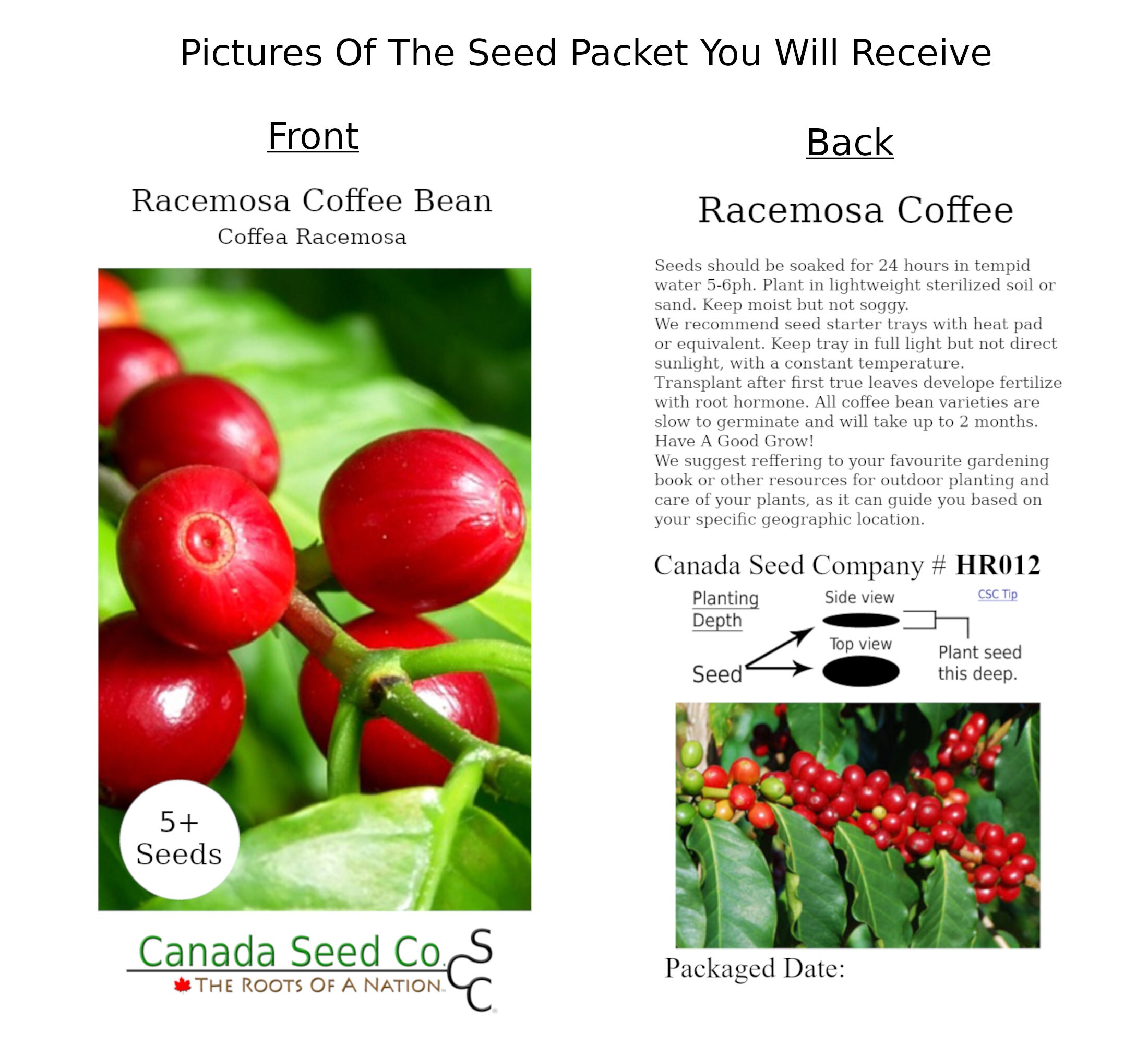 Arabica Racemosa Coffee Bean Seeds Racemosa Coffea Plant Seeds Packet ...