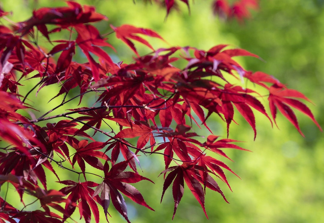 Roter japanischer Ahornbaum Samen Ahorn Bonsai Pflanzensamen Acer ...