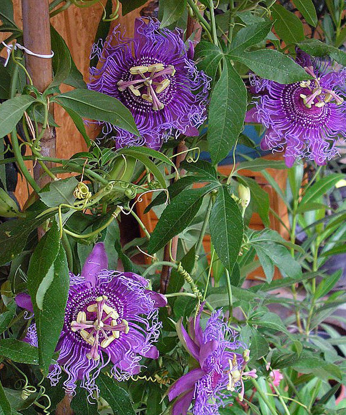 Maypop Passion Flower Seeds Packet Indoor Flowering House - Etsy Canada