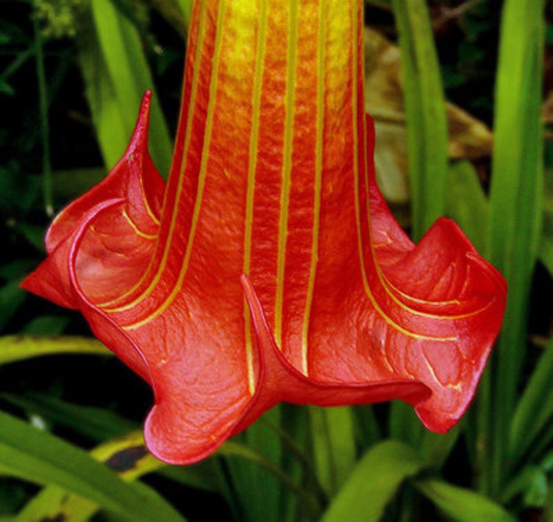 Red Angel Trumpet Flower Seeds, Large Red Brugmansia Solanaceae Plant ...