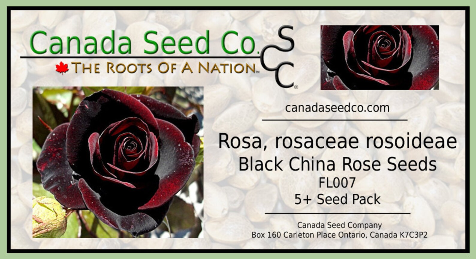 Black Rose Flower Seeds Packet Rare Black Flower Rosaceae - Etsy Sweden