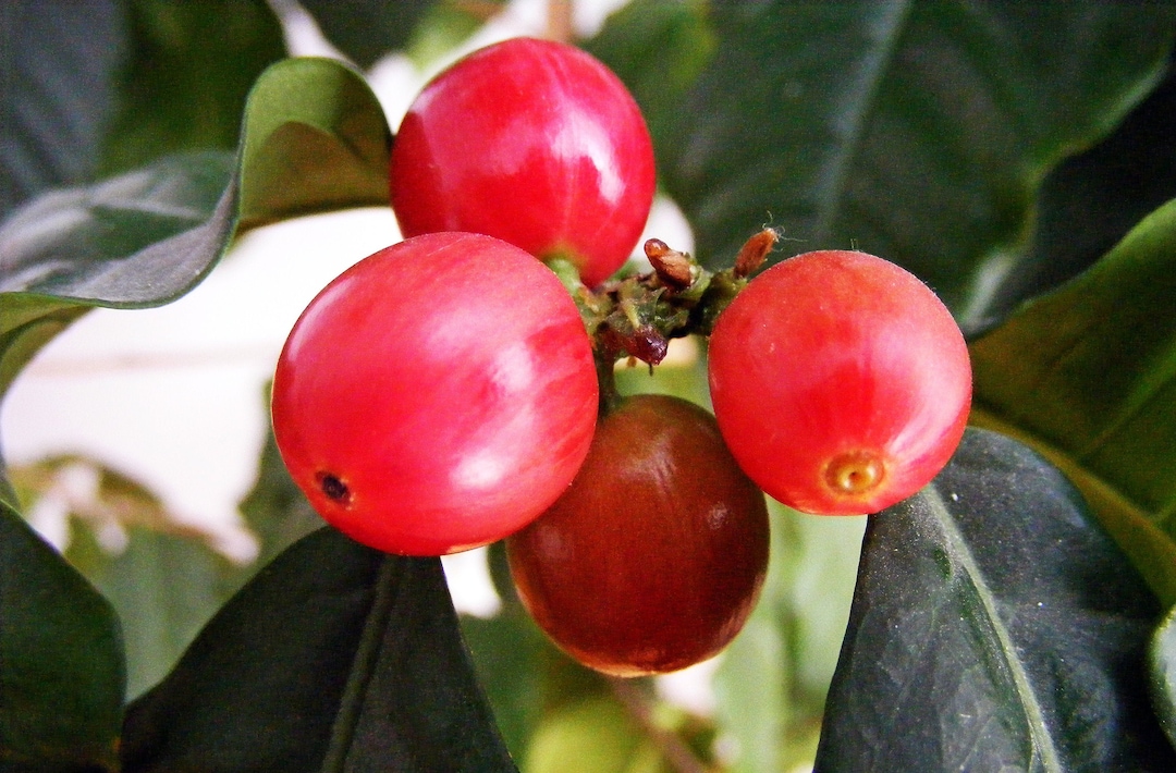 Arabica Racemosa Coffee Bean Seeds Racemosa Coffea Plant Seeds Packet ...