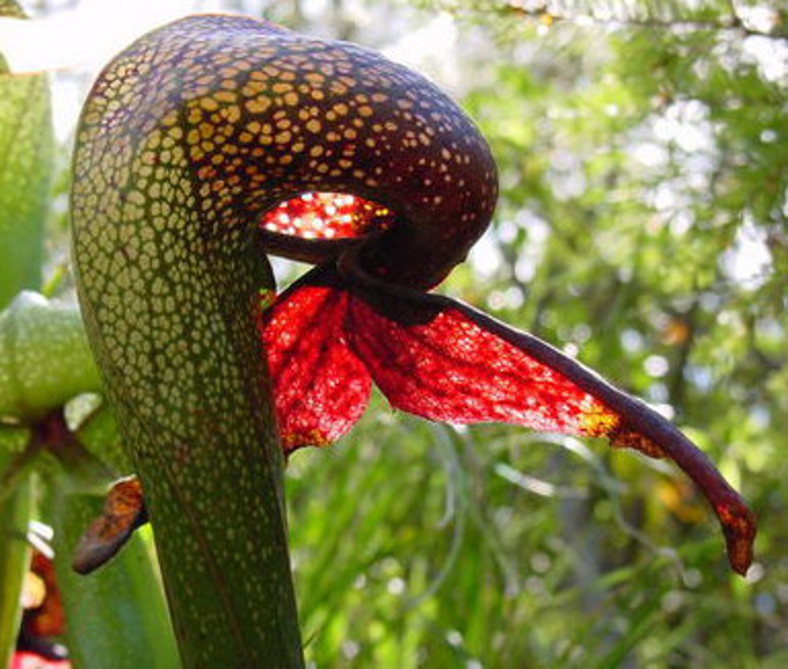 Cobra Lily Fly Trap Plant Seeds Packet Carnivorous Pitcher | Etsy
