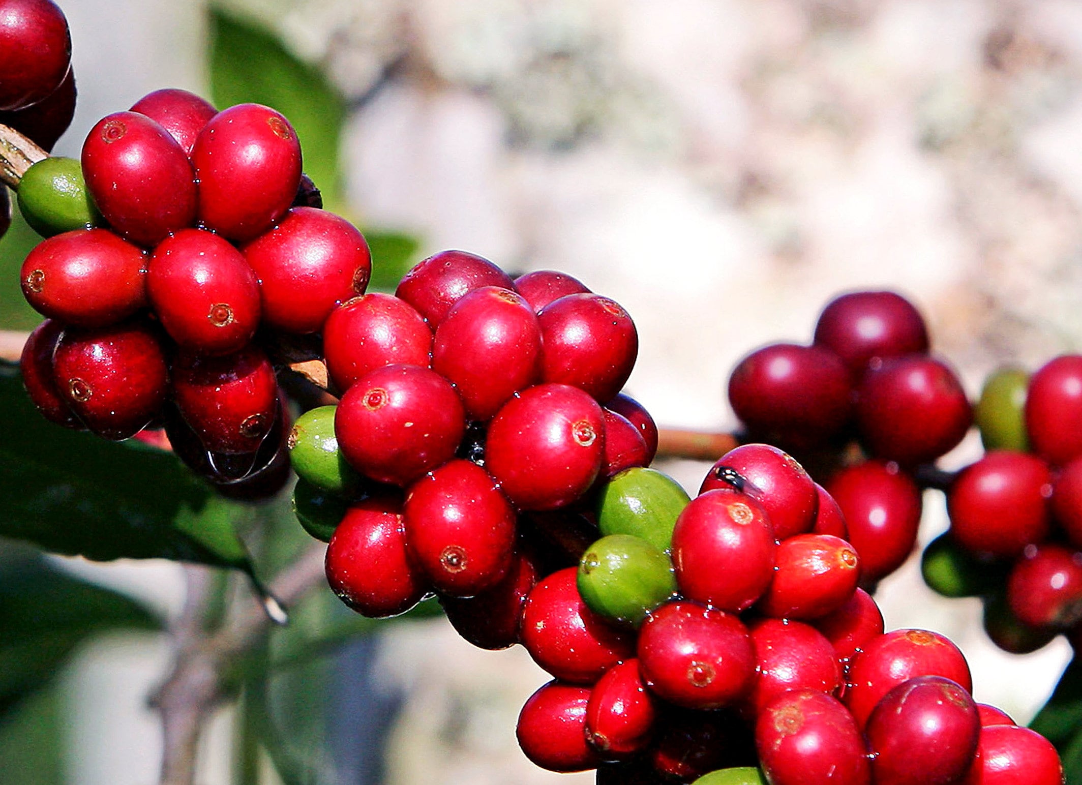 Arabica Racemosa Coffee Bean Seeds Racemosa Coffea Plant Seeds Packet ...