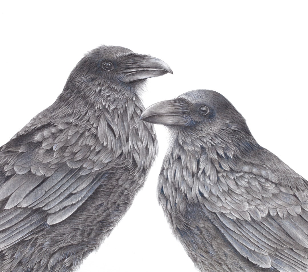 Ravens Double Mounted Original S13 / Coloured Pencil Drawing / Wildlife ...