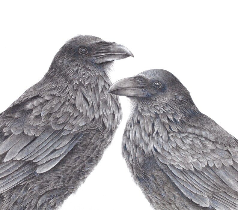 Ravens Double Mounted Original S13 / Coloured Pencil Drawing / Wildlife ...