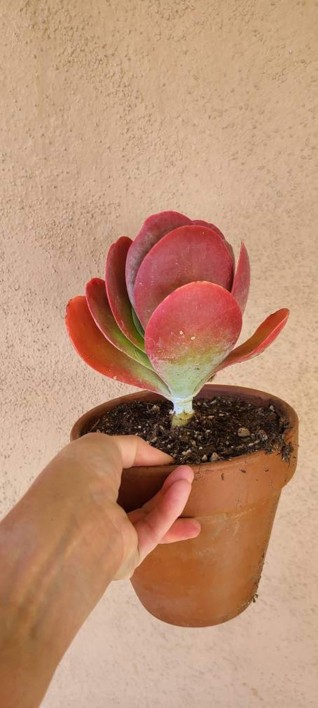Flapjack Flowering Paddle Succulent 6 Pot. Kalanchoe - Etsy