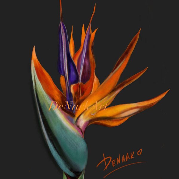 Strelitzia - Etsy