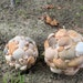 Decorative Sea Shell Ball | Sea Shell Decorations| Shell Art| Beach ...