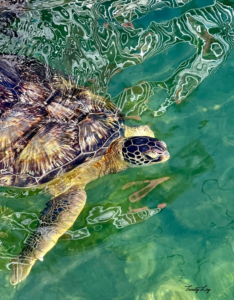 The Amazing Sea Turtle Florida Keys - Etsy