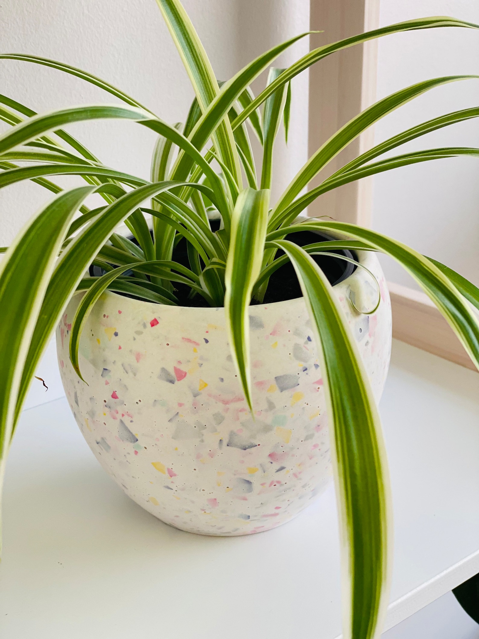 Jesmonite Terrazzo Planter | Design Colorful Confetti | Modern Round ...