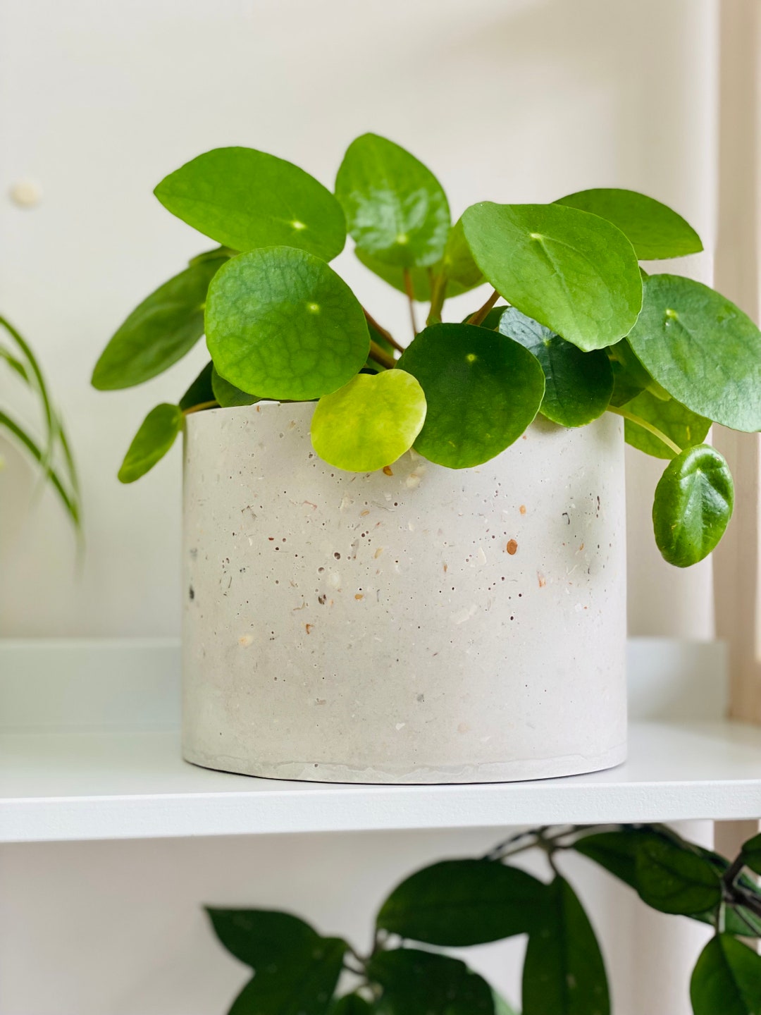 Terrazzo Seashell Planter Jesmonite Design Coastal Tropical Decoration ...