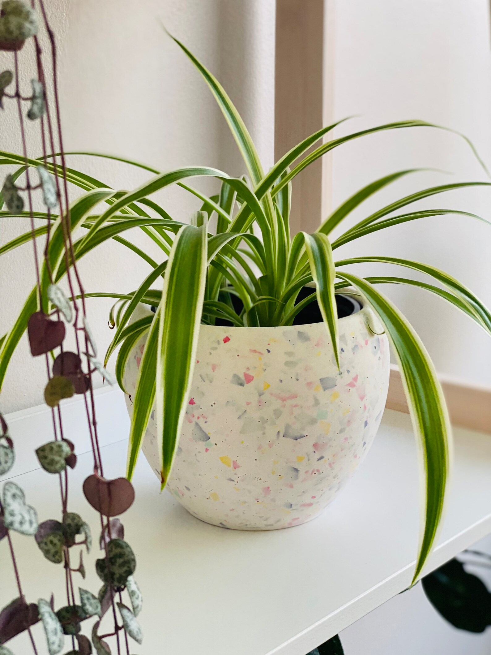 Jesmonite Terrazzo Planter | Design Colorful Confetti | Modern Round ...