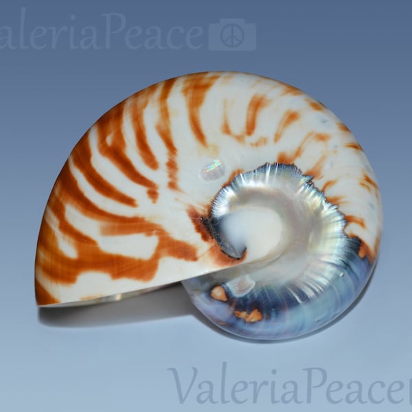 Metal Nautilus Wall Art - Etsy