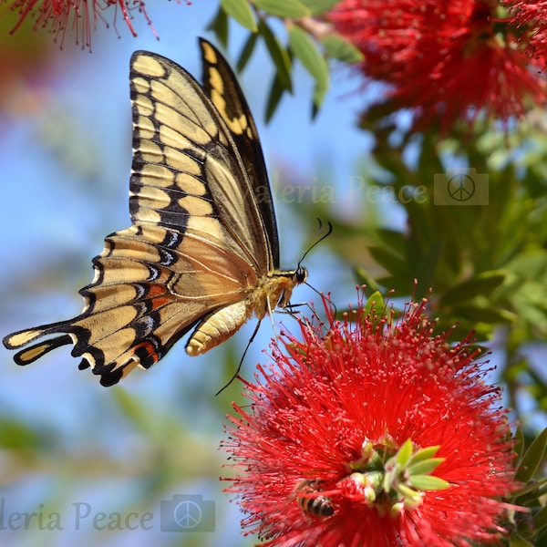 Swallowtail Plant - Etsy