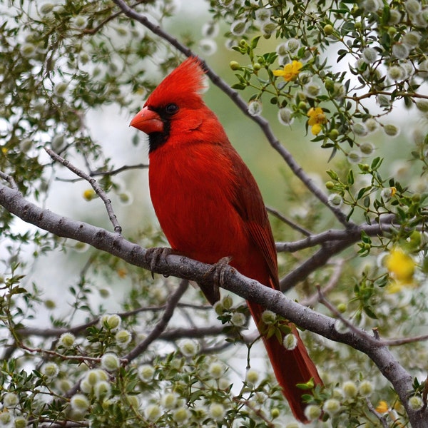 Hummingbird Photo Hummingbird Flower Photography Anna Hummingbird ...