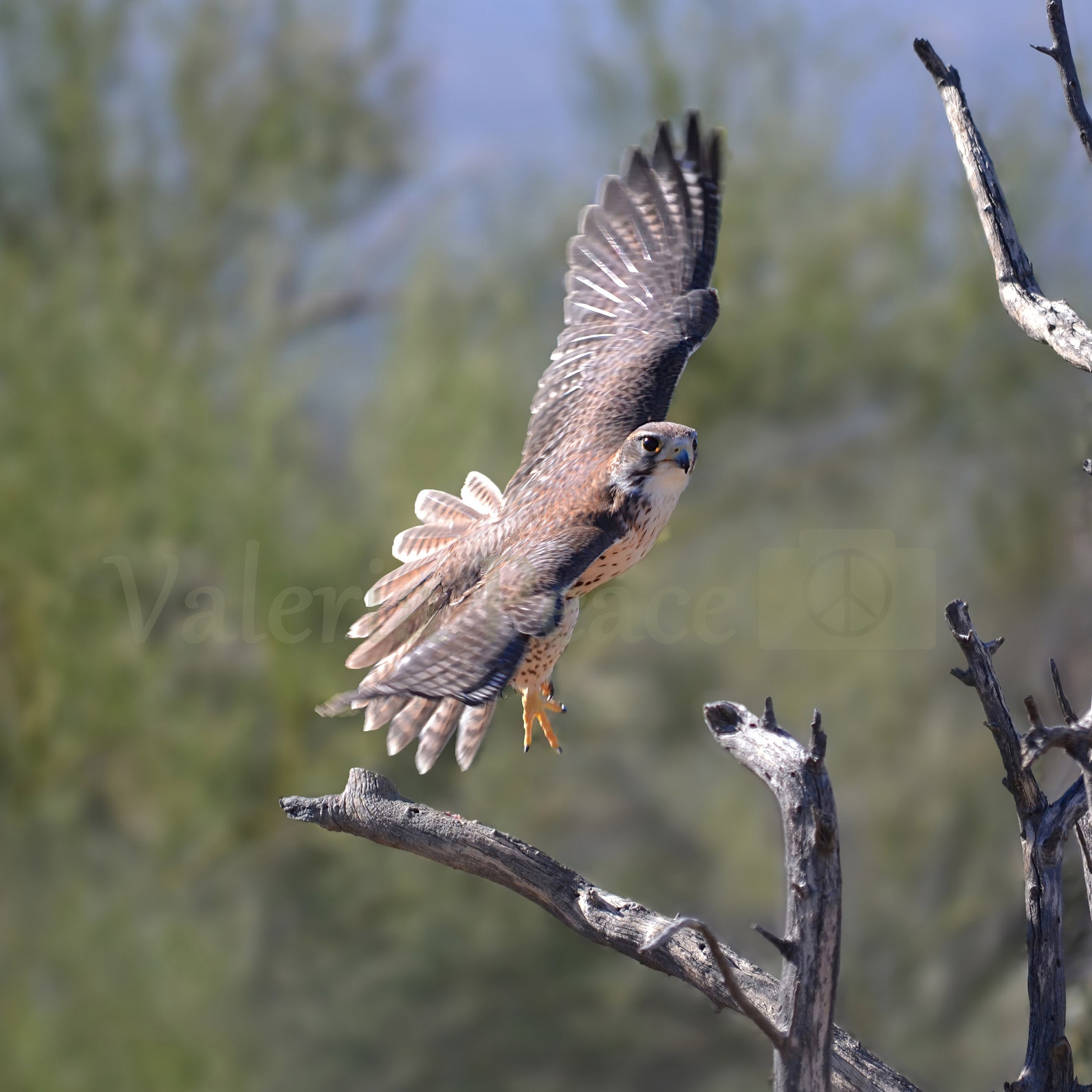 Falcon Photo Bird Photography Bird of Prey Desert Bird Photo Wildlife ...
