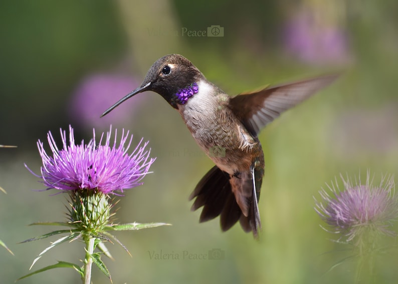 Hummingbird Photo Print - Hummingbird Gift for Mom - Hummingbird ...