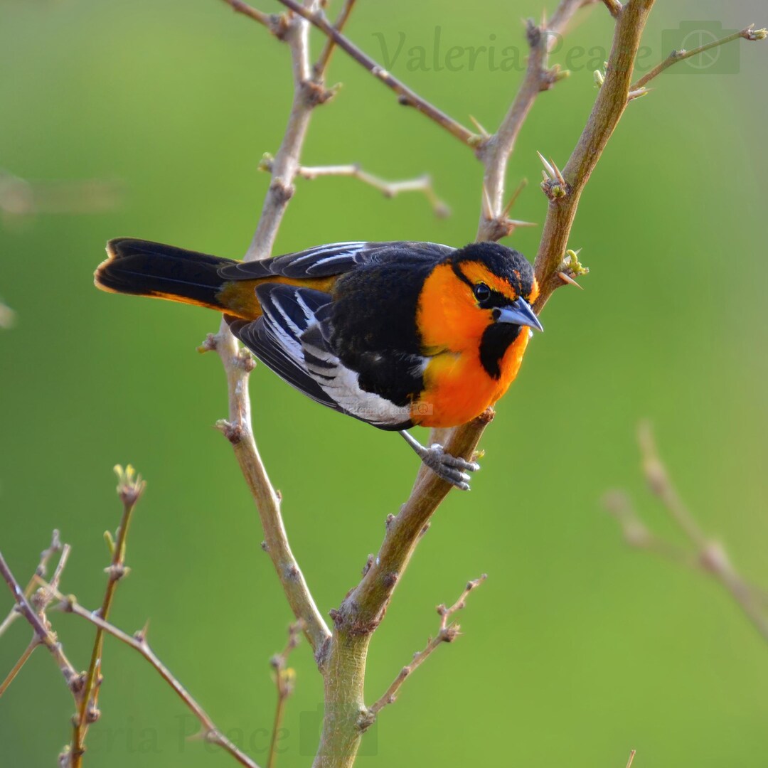 Oriole Photo - Bird Photography - Bullock's Oriole - Square Bird Print ...