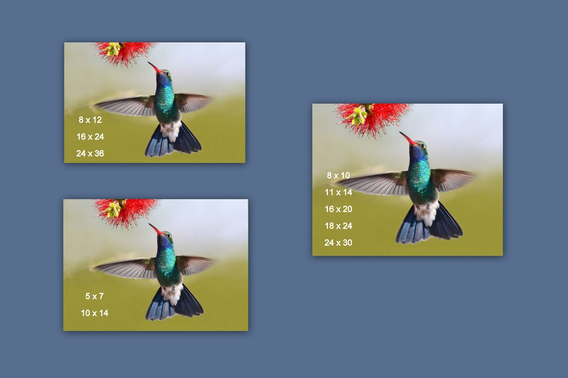 Hummingbird Flying Photo Hummingbird Photography Blue Green Hummingbird ...