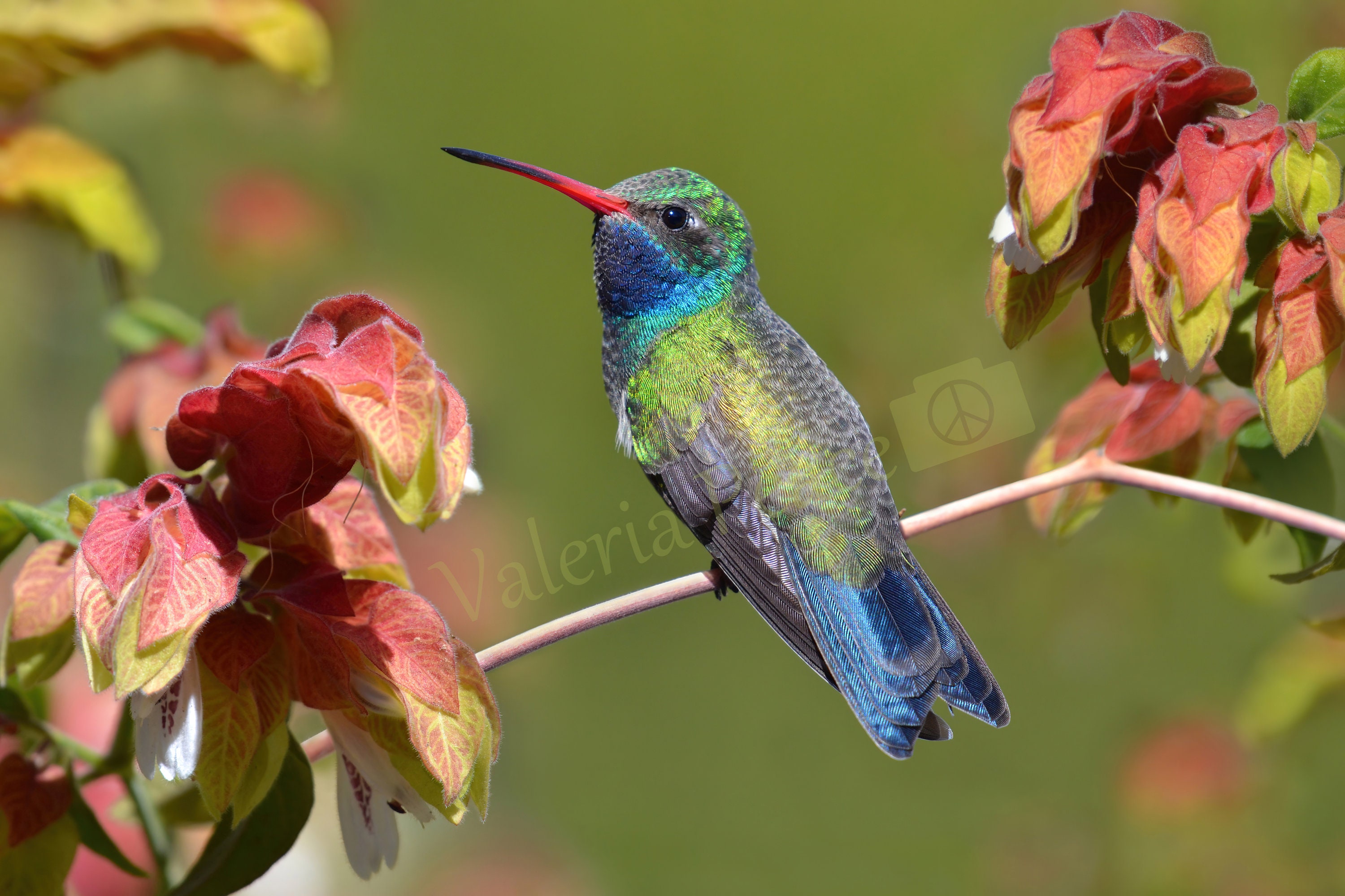 Hummingbird Photography - Hummingbird Photo - Bird Photo - Wildlife ...