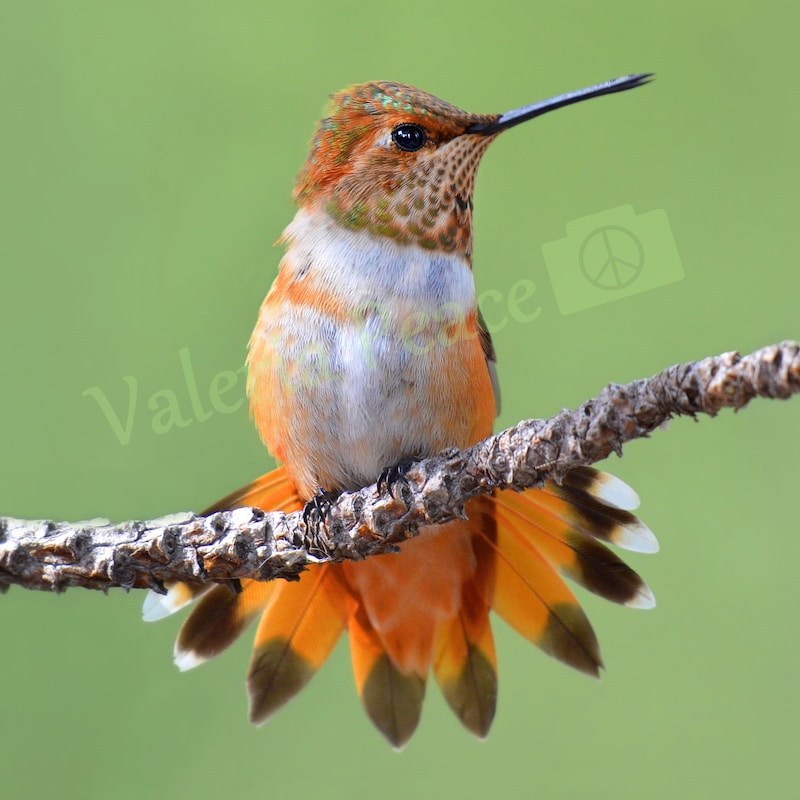 Metal Nature Photo Prints - Etsy