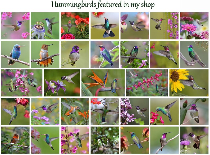 Hummingbird Photo Print - Hummingbird Gift for Mom - Hummingbird ...