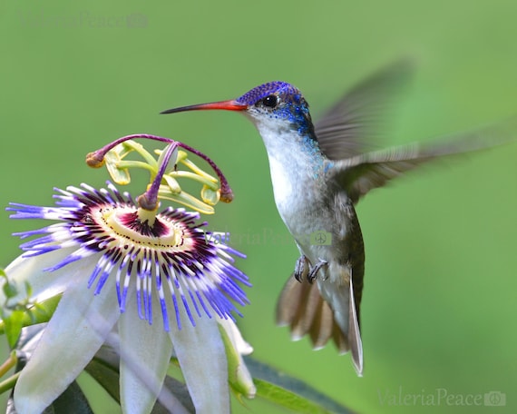 Hummingbird Photo Original Hummingbird Photography Passion | Etsy