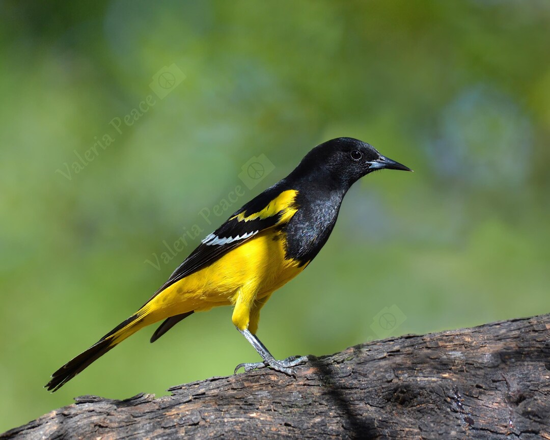 Scott's Oriole Photo - Oriole Photography - Bird Photography - Oriole ...