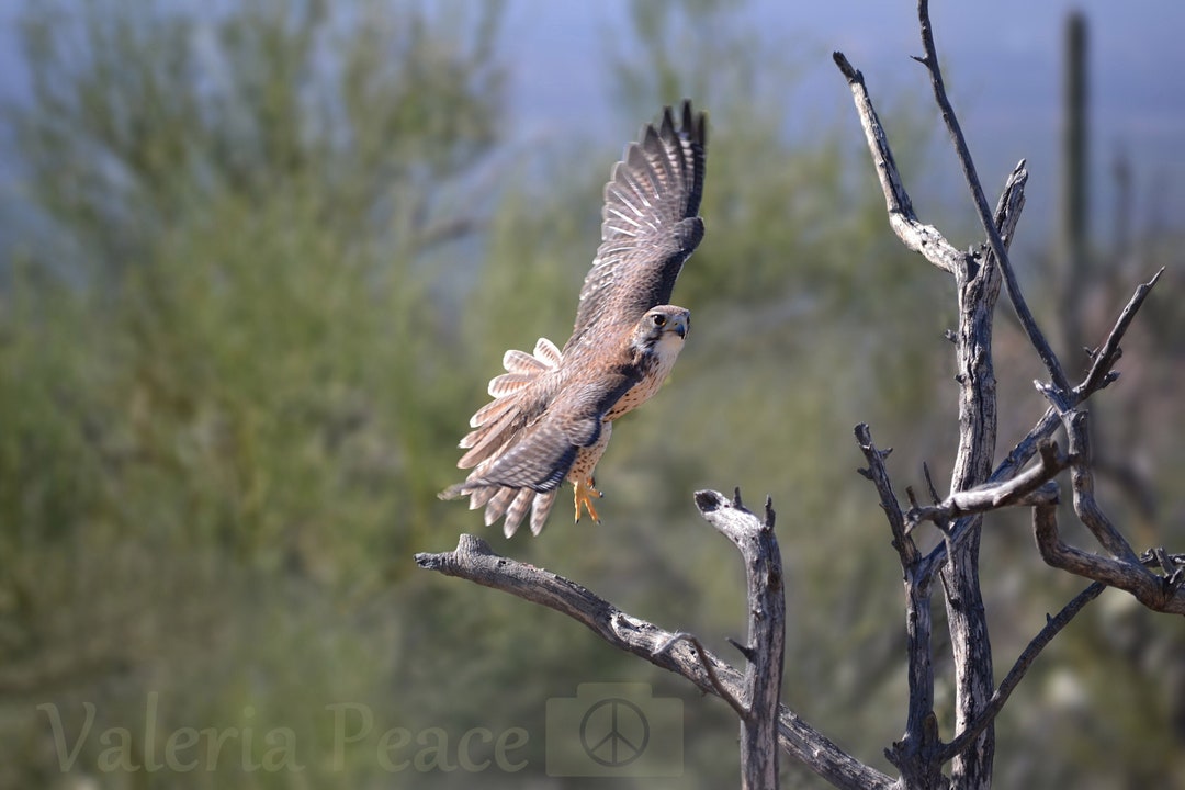 Falcon Photo Bird Photography Bird of Prey Desert Bird - Etsy