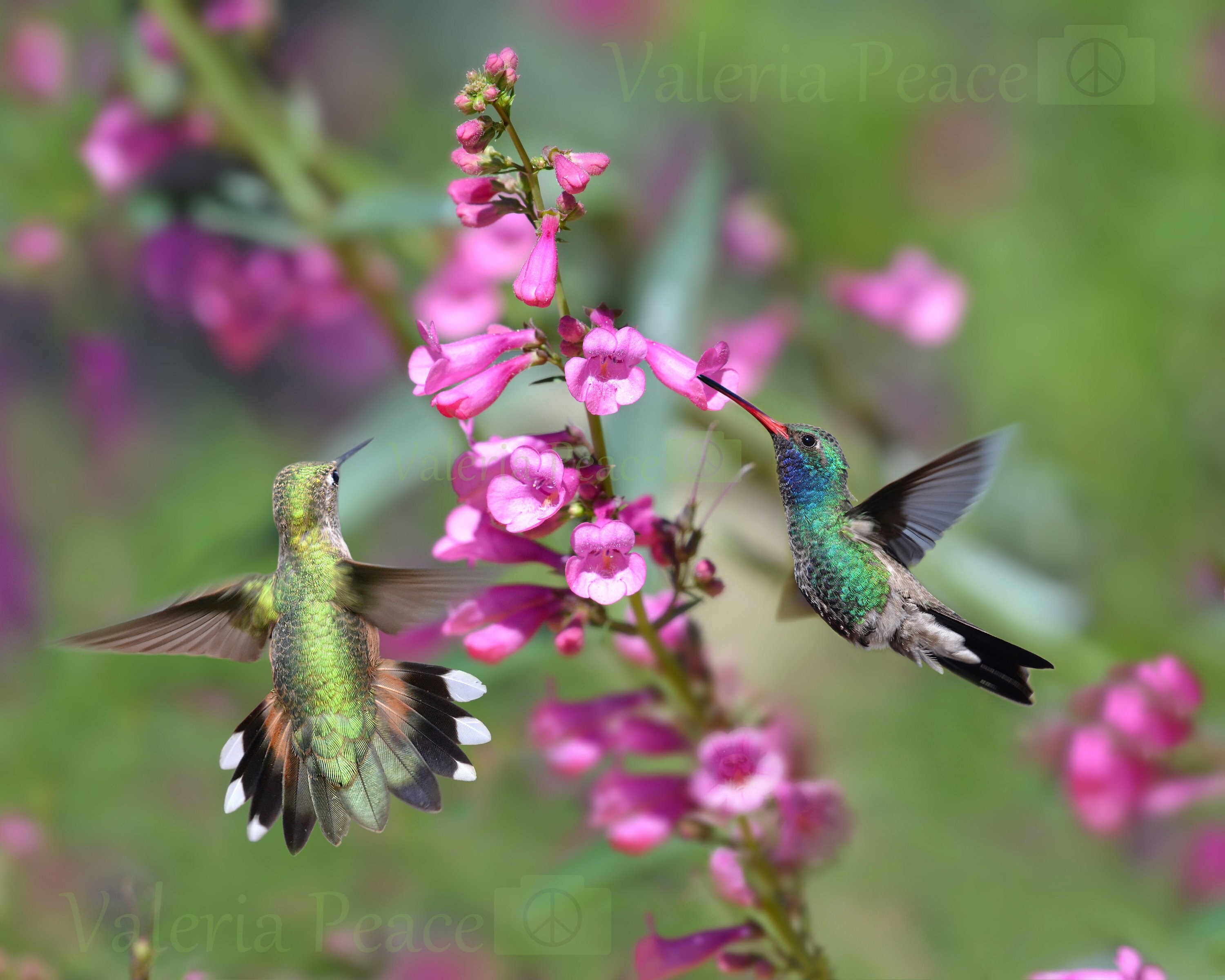 Hummingbird Photography - Hummingbird Photo - Hummingbird Gift ...