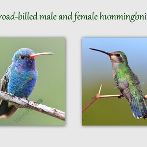 Hummingbird Photography - Blue Bird Photo - Hummingbird Photo ...