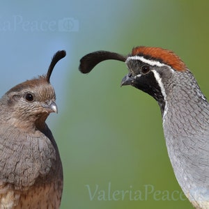 Quail Photography - Gamble's Quails Photo - Bird Nature Photography ...