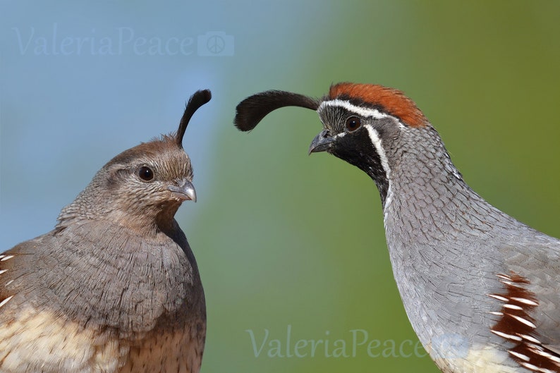 Quail Photography - Gamble's Quails Photo - Bird Nature Photography ...