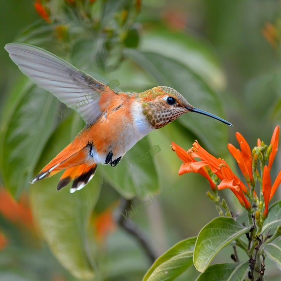 Colibrì Arancioni Colibrì, Volo, Uccello Immagine Gratis Public