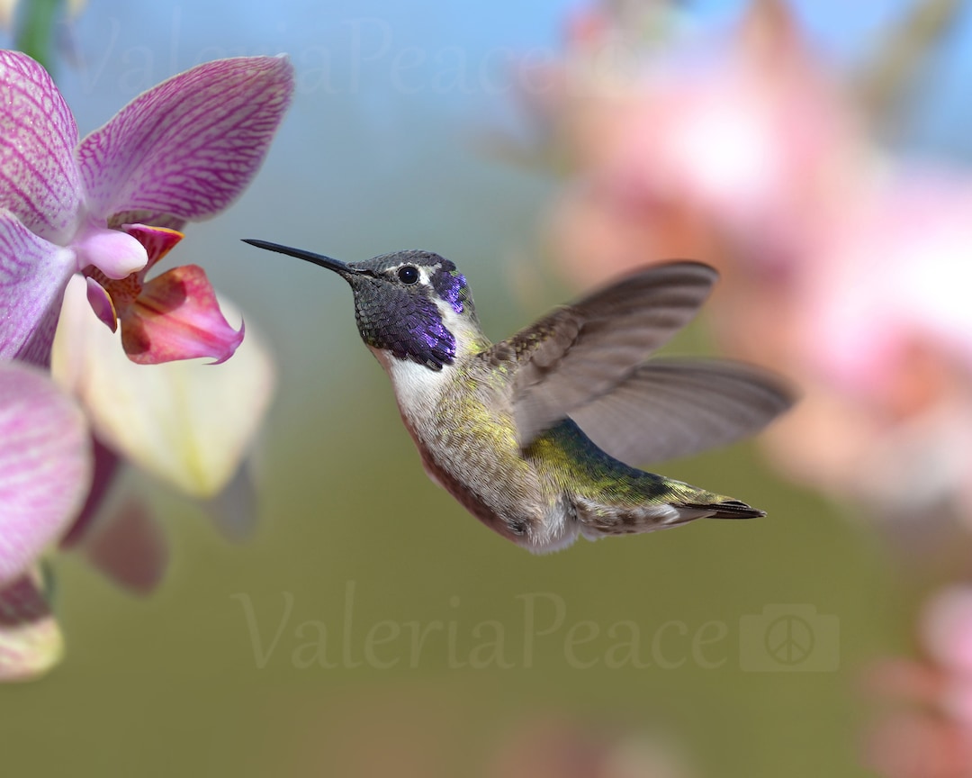 Hummingbird Photography - Hummingbird and Orchid Photo Print - Floral ...