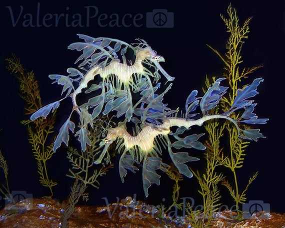 Seadragon Photograph Leafy Sea Dragon Photo Marine Fish - Etsy