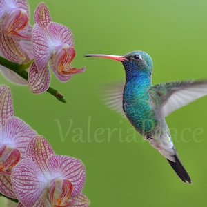 Hummingbird Photography - Hummingbird Orchid Gift for Mom - Hummingbird ...