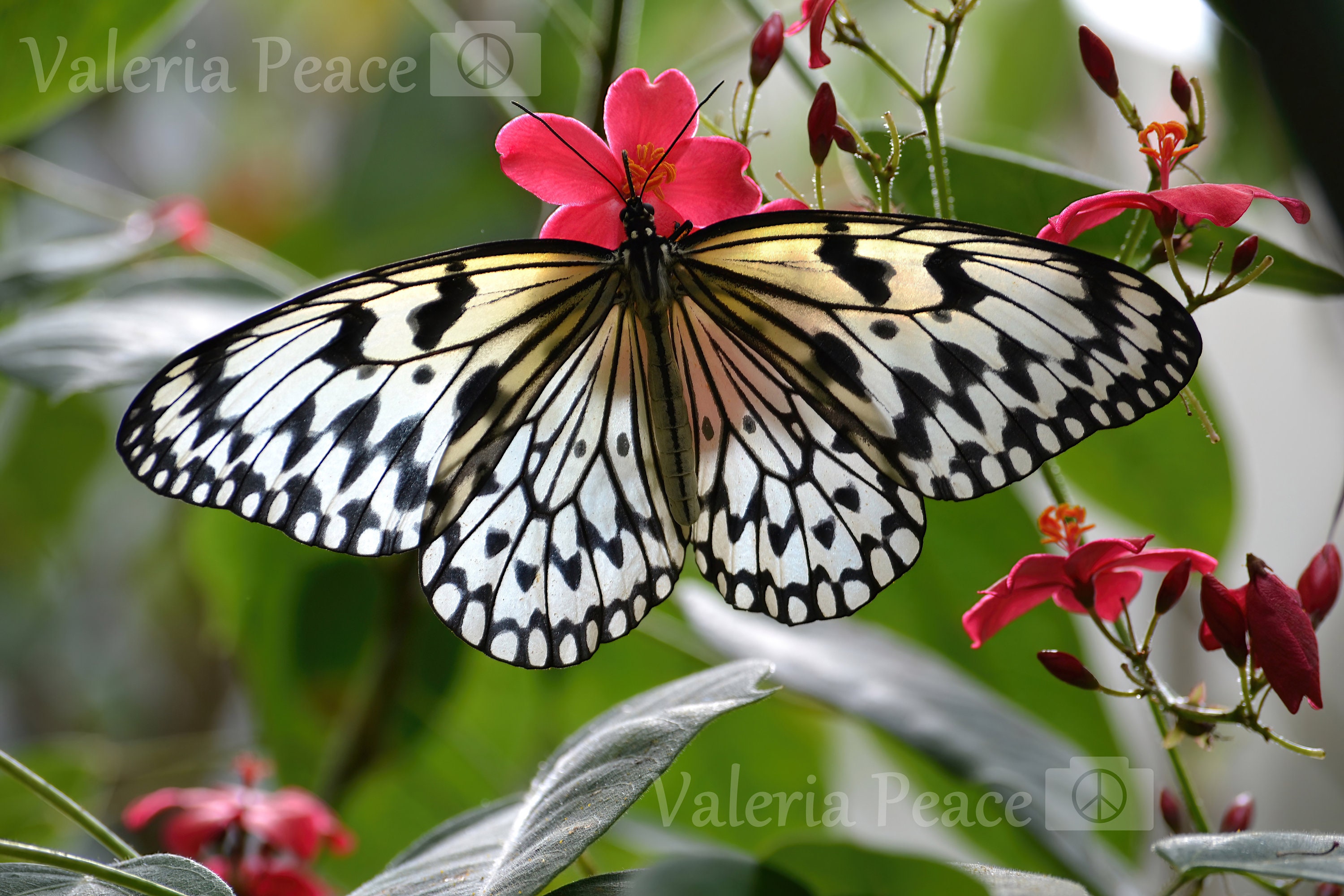 Paper Kite Butterfly Photo, Butterfly Photograph, Butterfly Flower ...