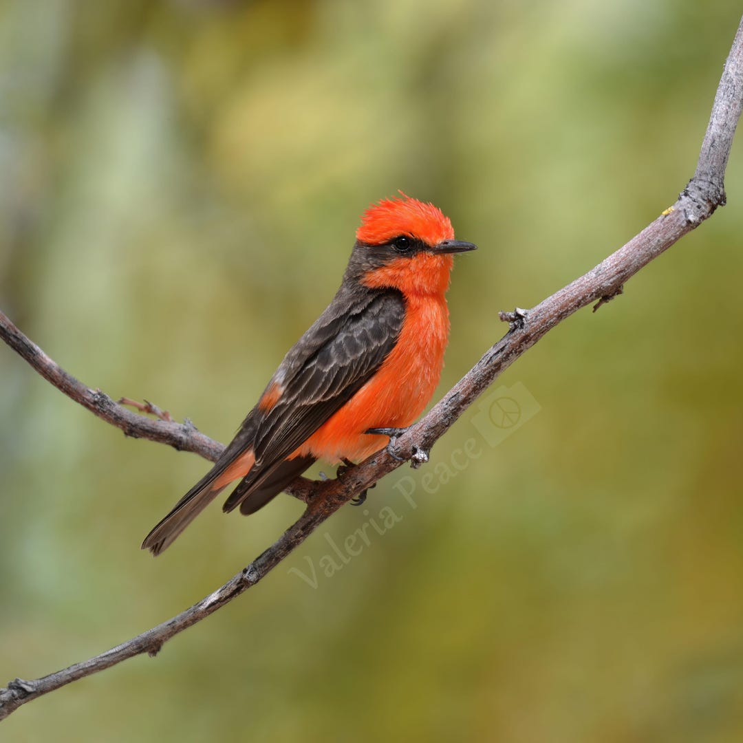 Vermilion Flycatcher Photo - Bird Photography - Flycatcher Wall Art ...