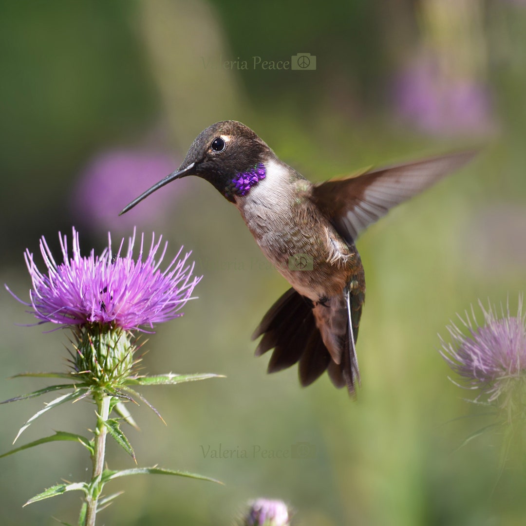 Hummingbird Photo Print - Hummingbird Gift for Mom - Hummingbird ...