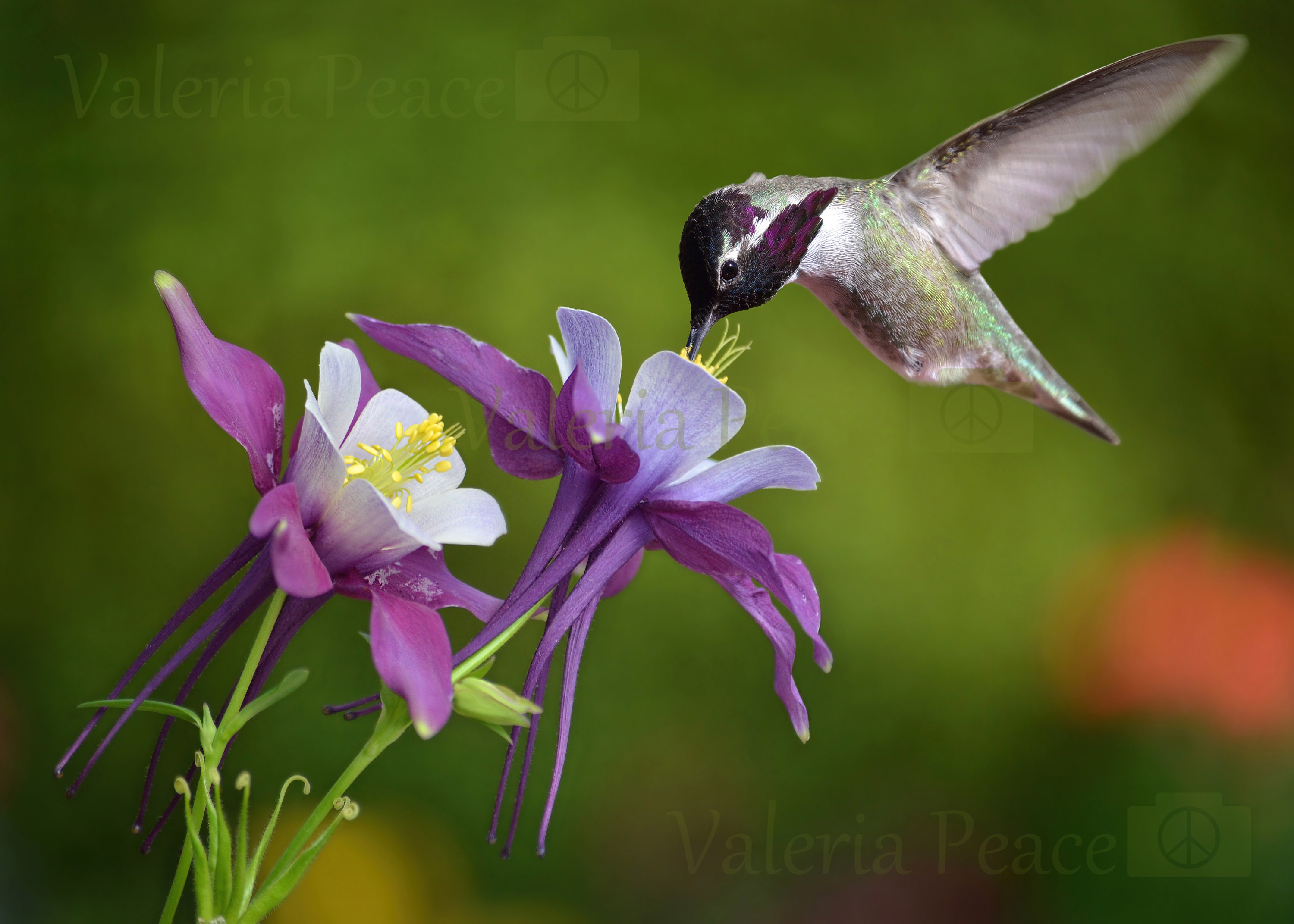 Hummingbird Photography Print, Hummingbird Gift, Purple Columbine ...