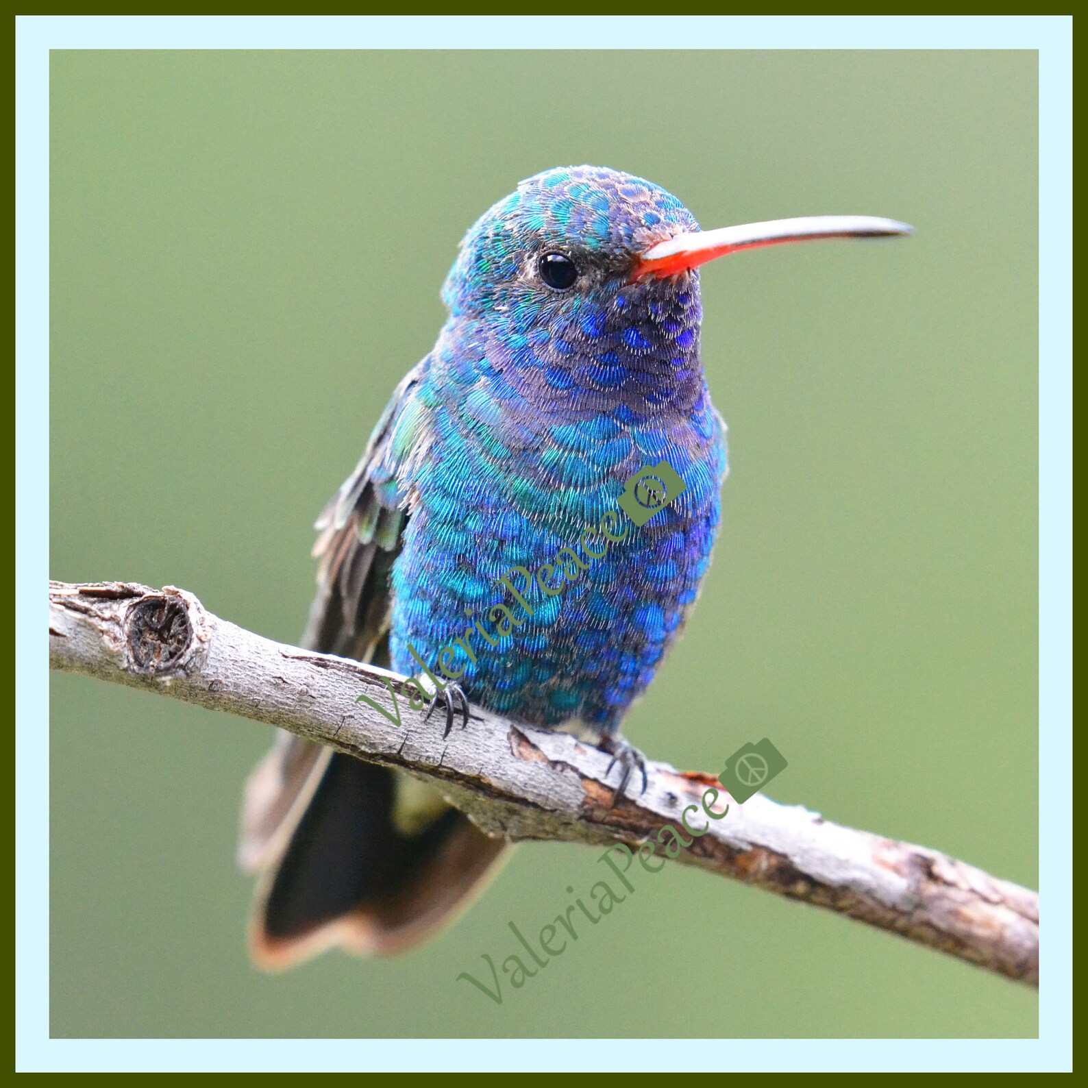 Hummingbird Photography - Blue Bird Photo - Hummingbird Photo ...