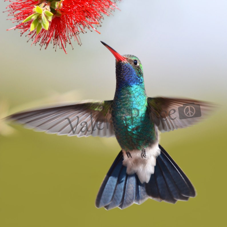 Hummingbird Flying Photo - Hummingbird Photography - Blue Green ...