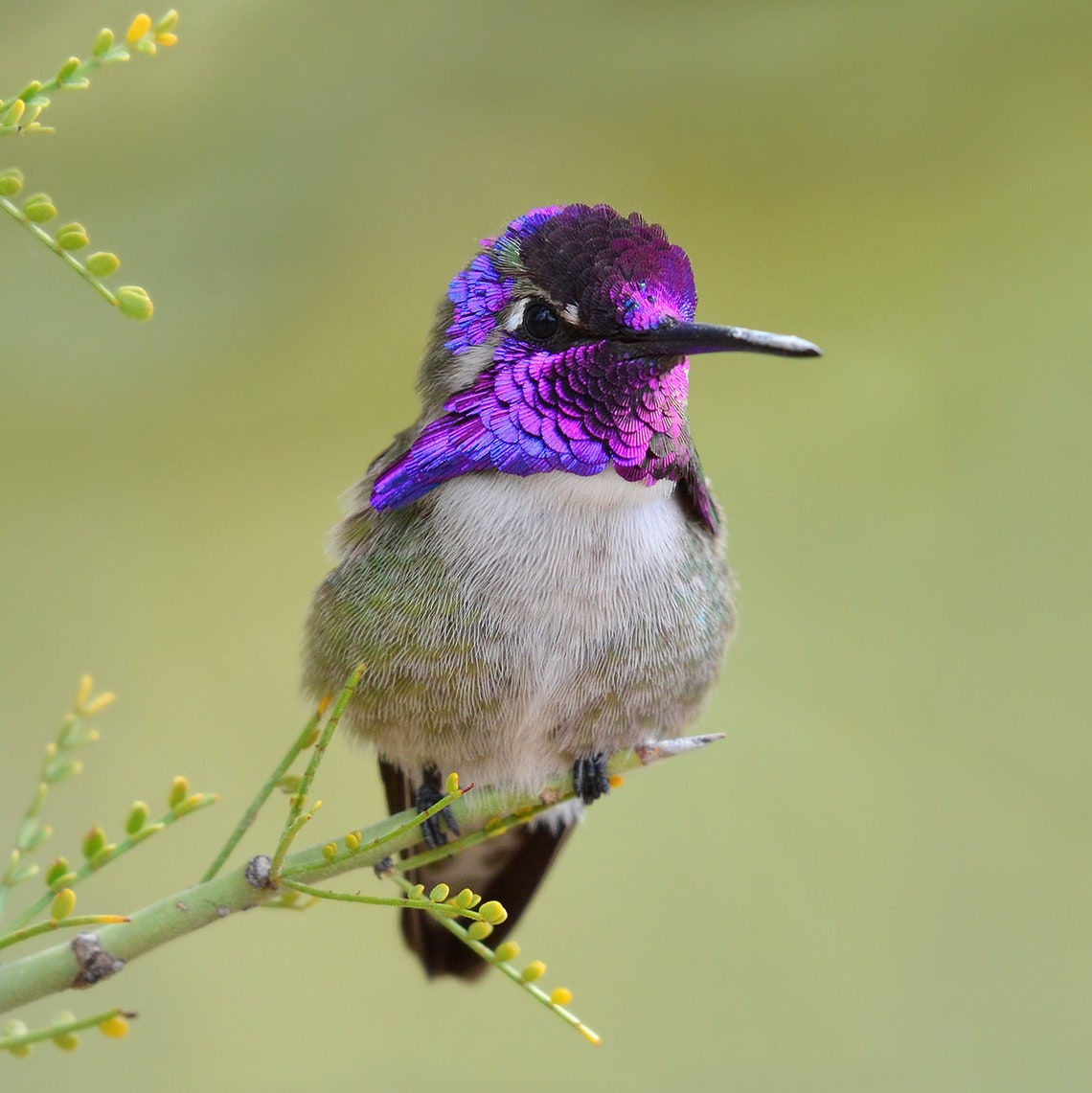 Costa Hummingbird Photo: Landscape, Square & Portrait Print ...