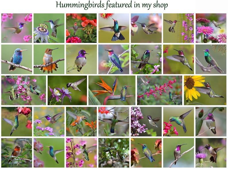 Costa Hummingbird Photo: Landscape, Square & Portrait Print ...