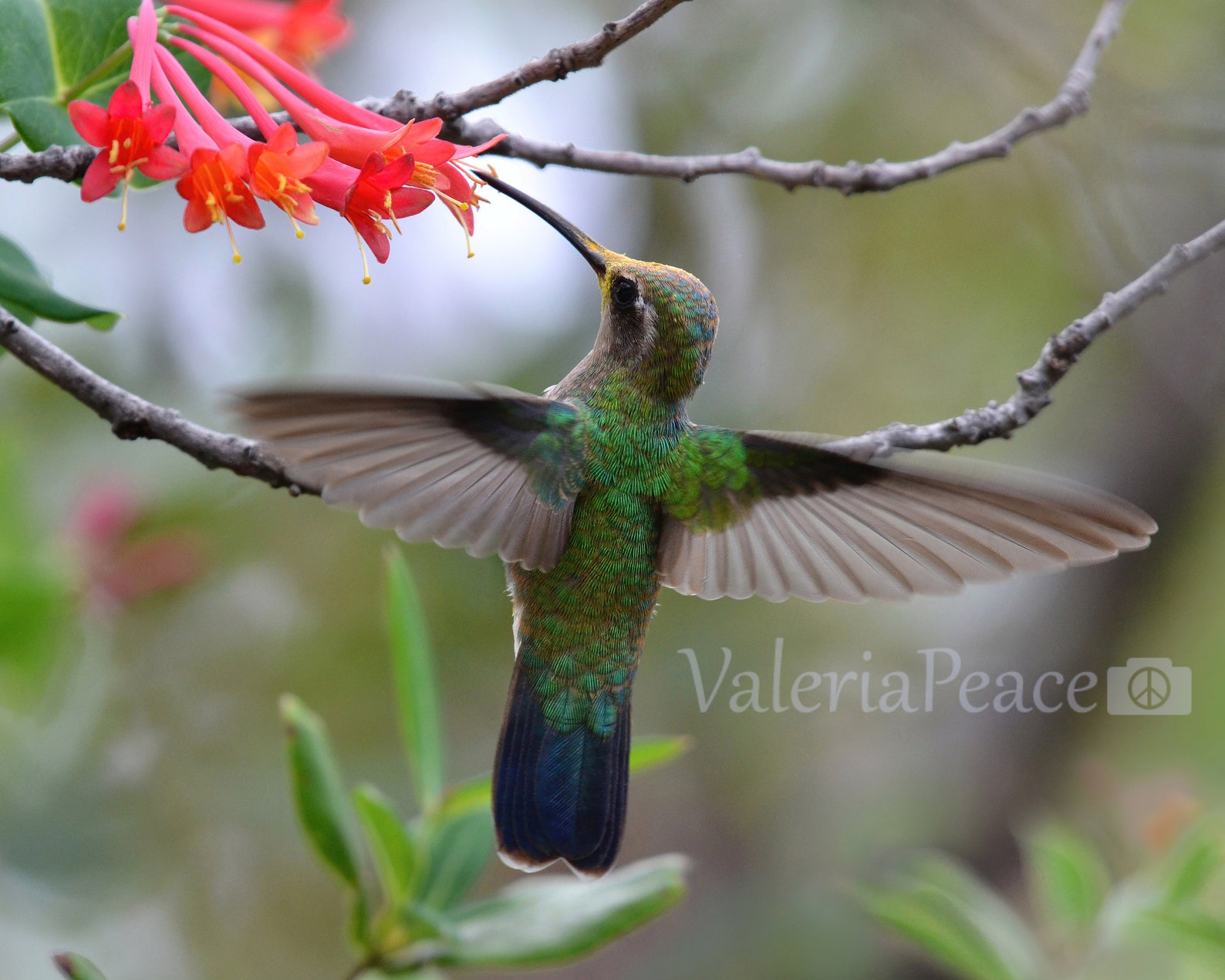 Hummingbird Photo Hummingbird Flowers Photography Landscape Hummingbird ...