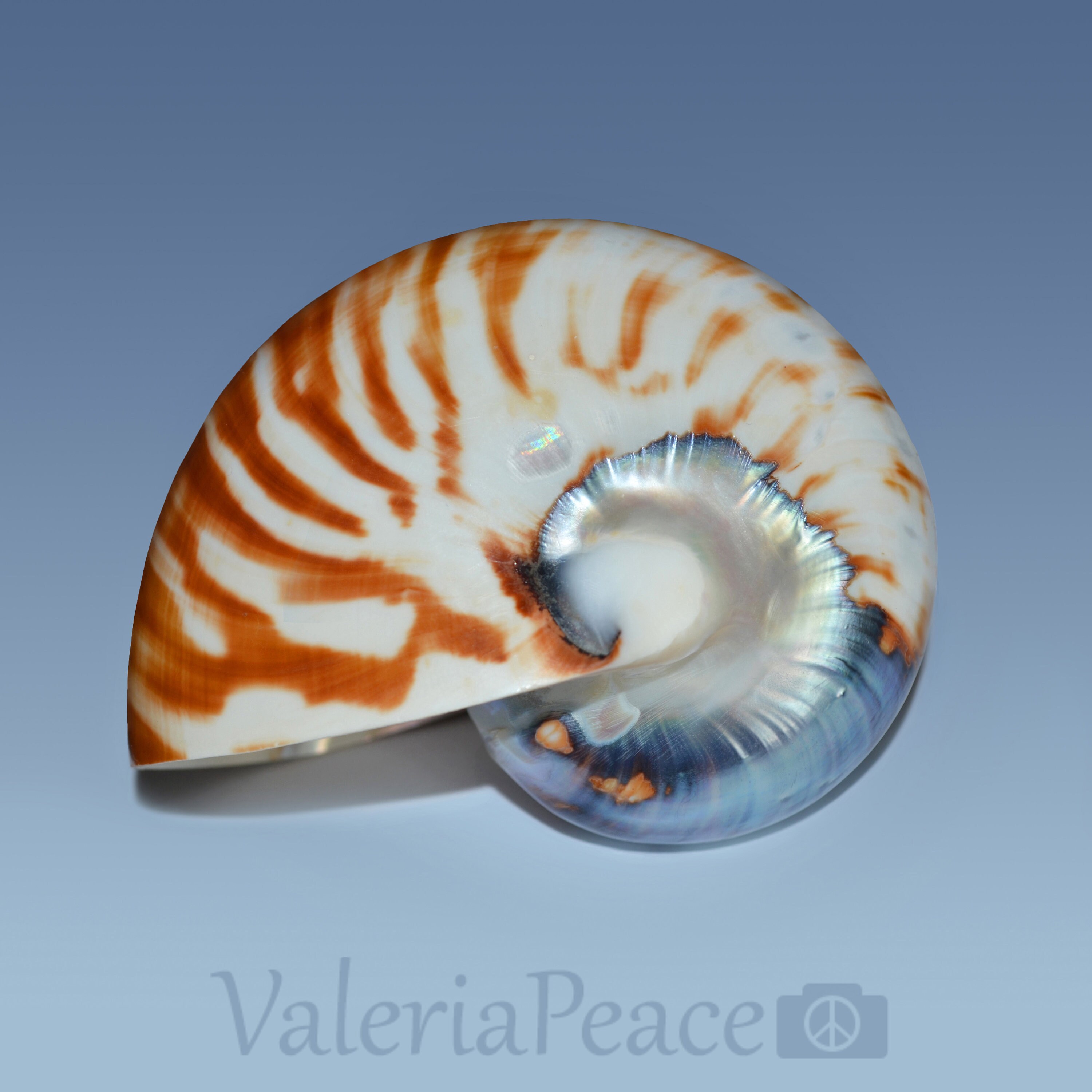 Nautilus Shell Photo, Shell Photography, Nautical Décor, Coastal Print ...