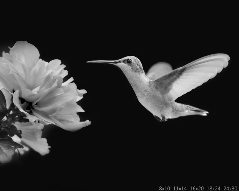 Black and White Hummingbird Photo Hummingbird Photography, Black and ...
