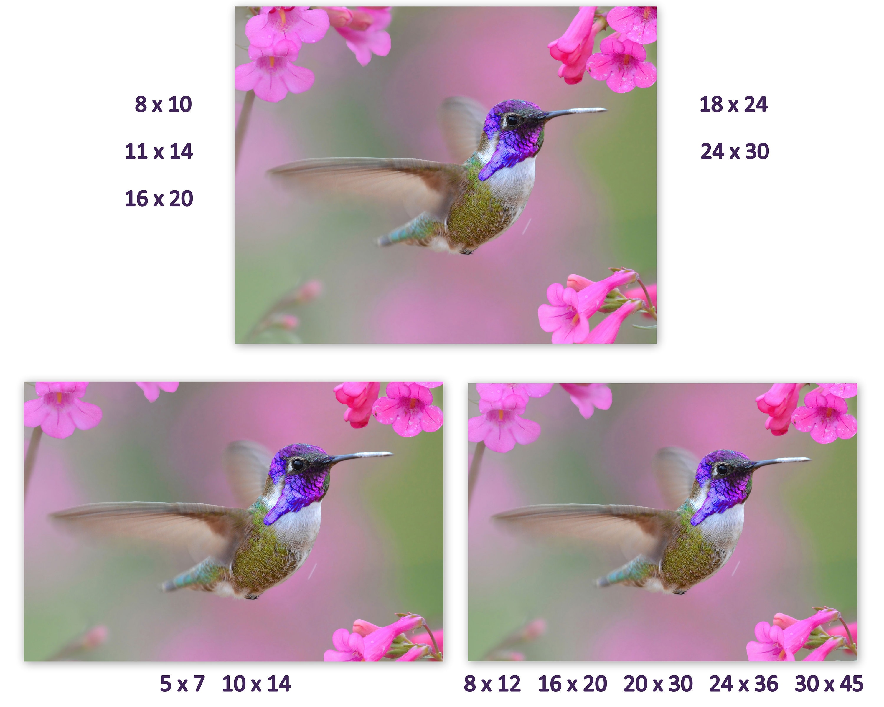 Hummingbird in Flight Photo: Costa Hummingbird and Purple Pink Flowers ...